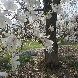 Scott Arboretum | magnolia block