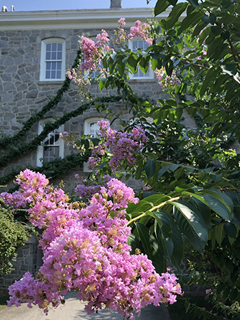 Plants of the Week: Aug. 31 - The Scott Arboretum