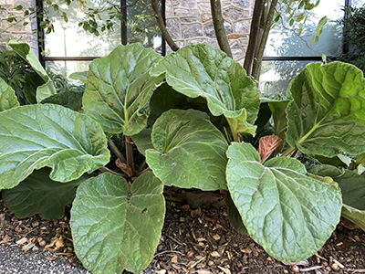 Plant of the Week: September 28 - Scott Arboretum & Gardens