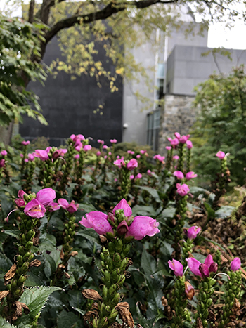 Plants of the Week: November 8 - The Scott Arboretum