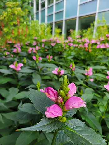 Scott Arboretum | Plants of the Week: August 21