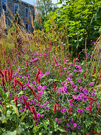 Plants of the Week: September 25 - Scott Arboretum & Gardens