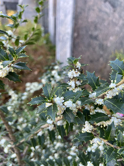 Plants of the Week: November 4 - The Scott Arboretum