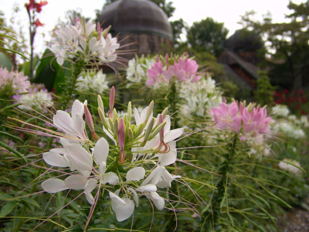 Terry Shane Teaching Garden - The Scott Arboretum