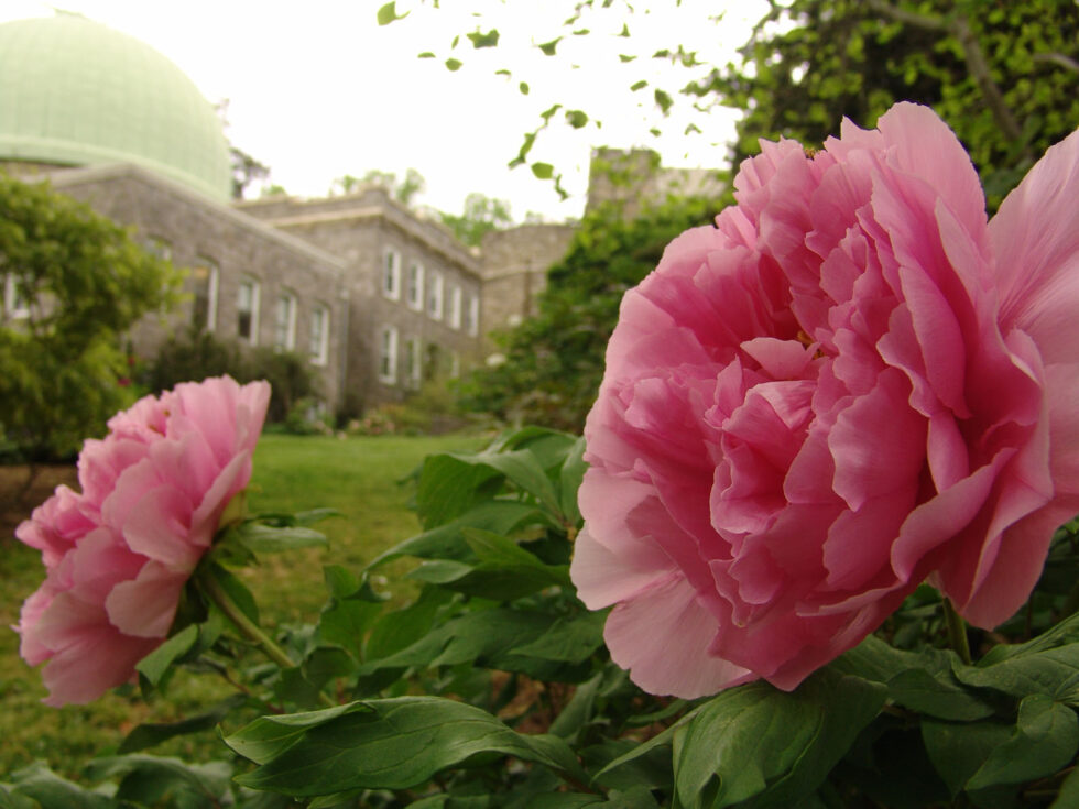 Tree Peony Collection - The Scott Arboretum