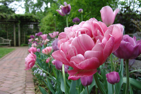 Virtual Lunchtime Tour: Cunningham House Gardens - Scott Arboretum ...